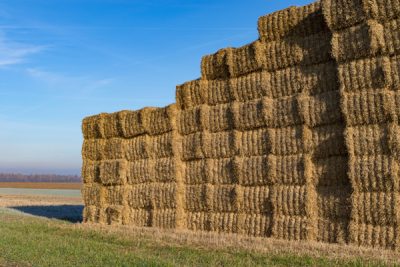Selecting Hay for Cattle - Countryside